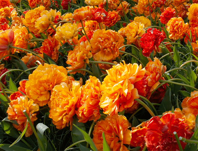 Buy Beechill Landscape Bulbs