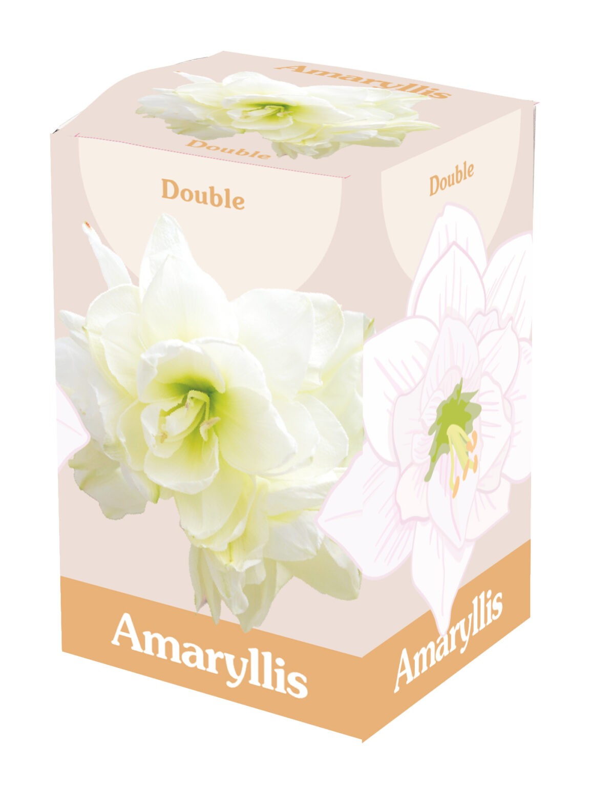Double White Amaryllis in Box | Autumn Planting | Beechill Bulbs