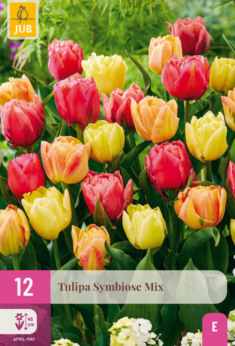 Tulip Symbiose Mix XXL Bulbs | Autumn Planting | Beechill Bulbs
