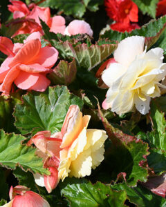 Begonia Patel Wave Mix - Premium Bulk Summer Bulbs | Beechill Bulbs Ireland